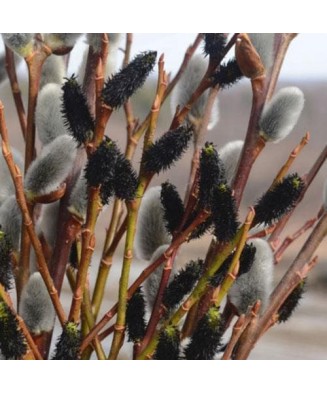 Salcie Neagra, Salix gracilistyla Melanostachys C2