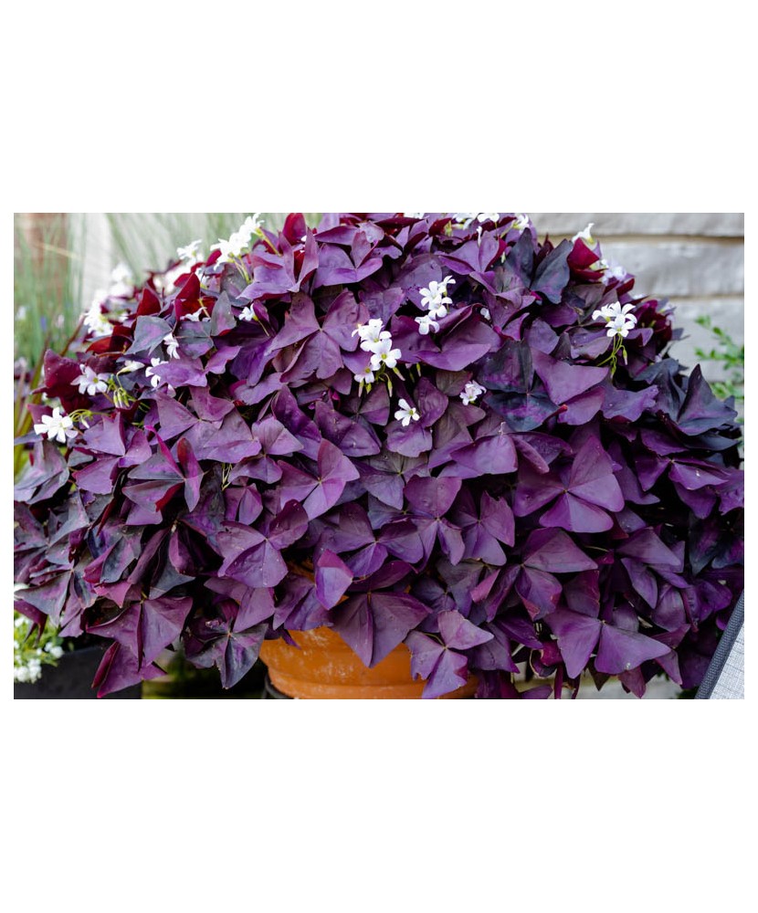 Trifoi - Macris Oxalis, Triangularis, Mov, ., 1 Bulb