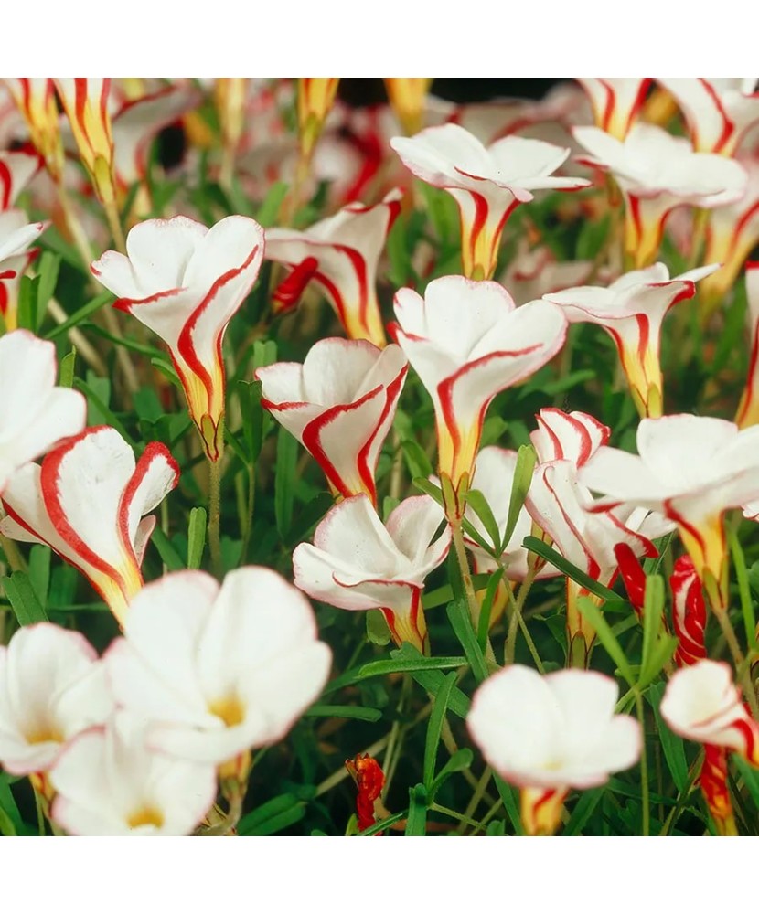 Trifoi - Macris Oxalis, Versicolor l, Alb/Rosu, I, 1 Bulb