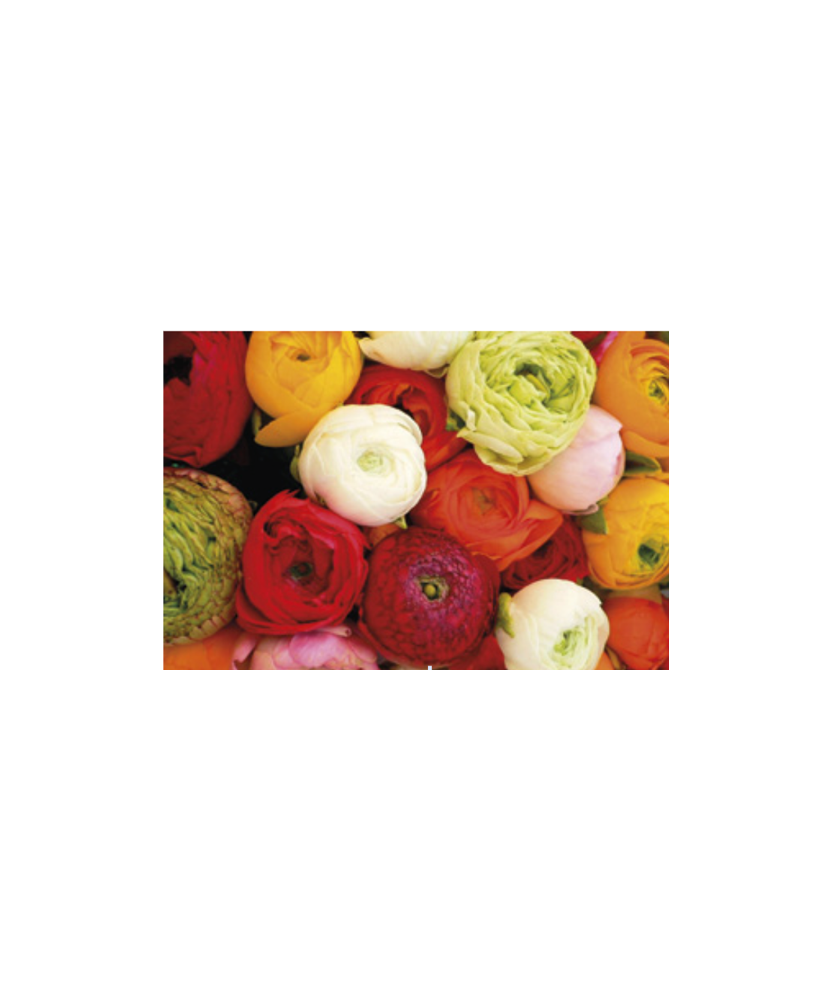 Piciorul Cocosului Bulbi Ranunculus Paeonia Mix 6/7, 1 Bulb