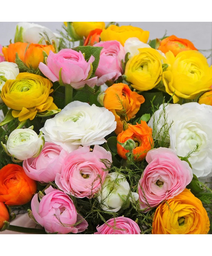 Piciorul Cocosului Bulbi Ranunculus Paeonia Mix 6/7, 1 Bulb