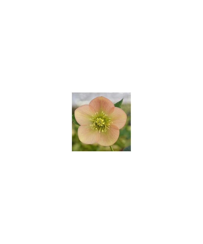 Planta Spanz, Helleborus Orientalis, flori simple, apricot, orange ...