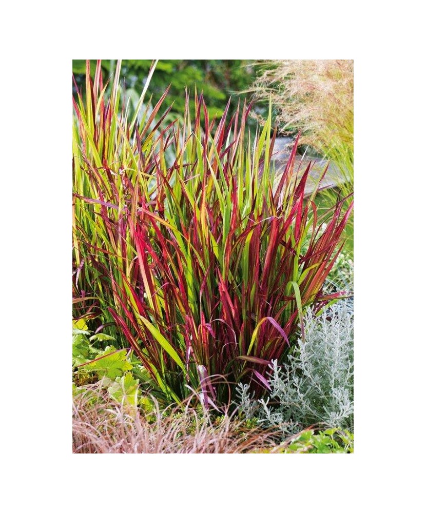 Imperata cylindrica 'Red Baron' – Iarbă roșie japoneză, plantă la ...