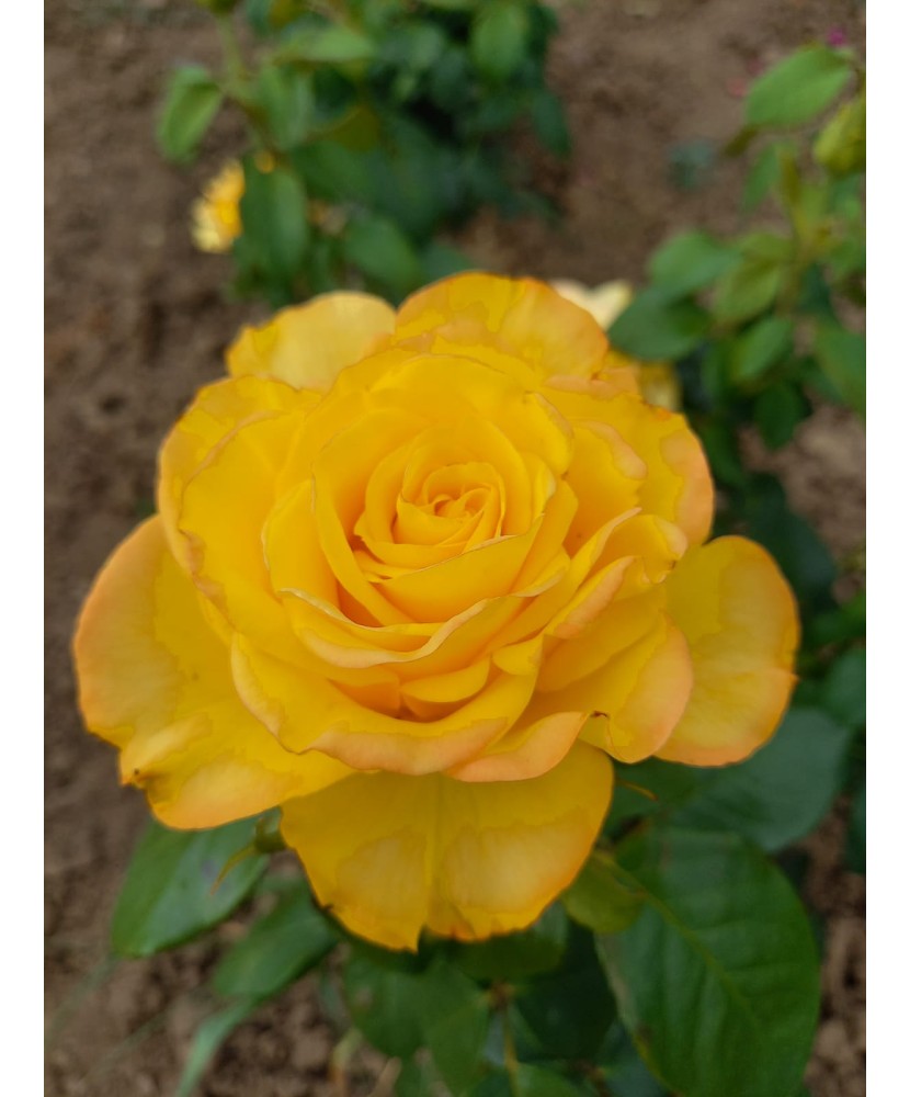 Butaș trandafir „Kerio” – rădăcină nudă, galben intens, perfect pentru ...