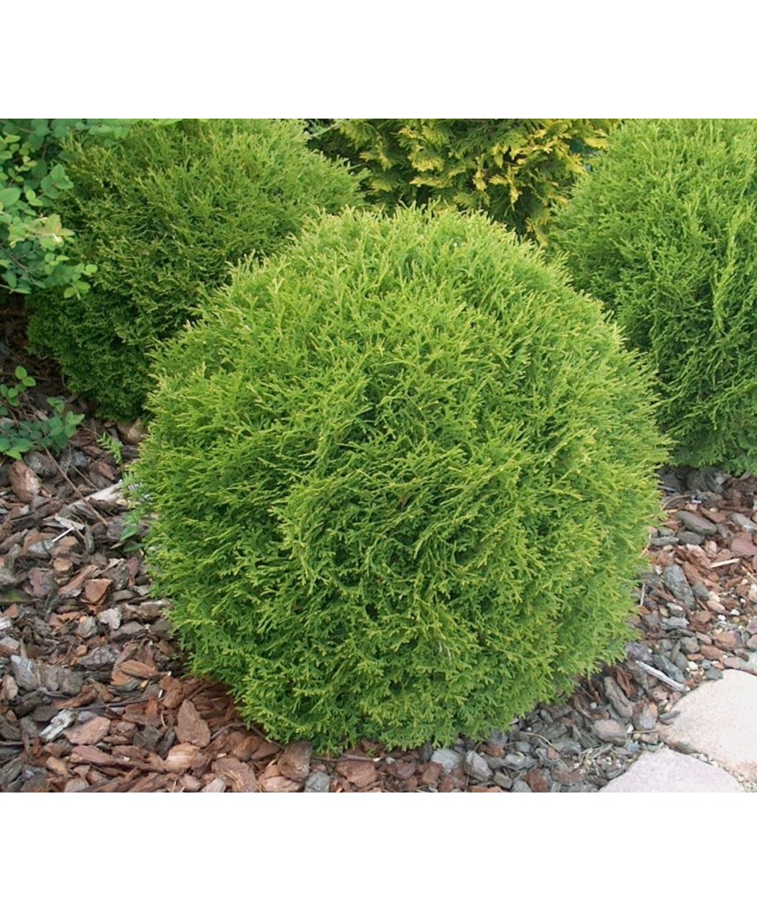 Planta, TUIA DANICA, ghiveci 17cm