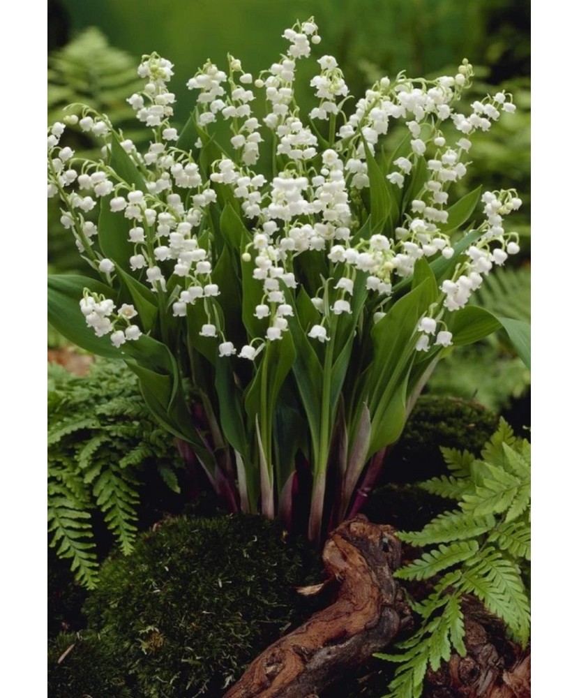 Convallaria Majalis 1 Radacina Vrac Margaritar